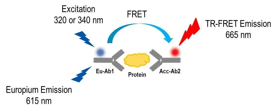 TR-FRET分析试剂盒，实现靶蛋白或其磷酸化的快速检测 - 知乎