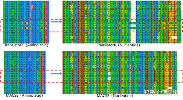 [文献精读]MACSE:考虑帧移和终止密码子的编码序列的多序列比对工具 - 知乎