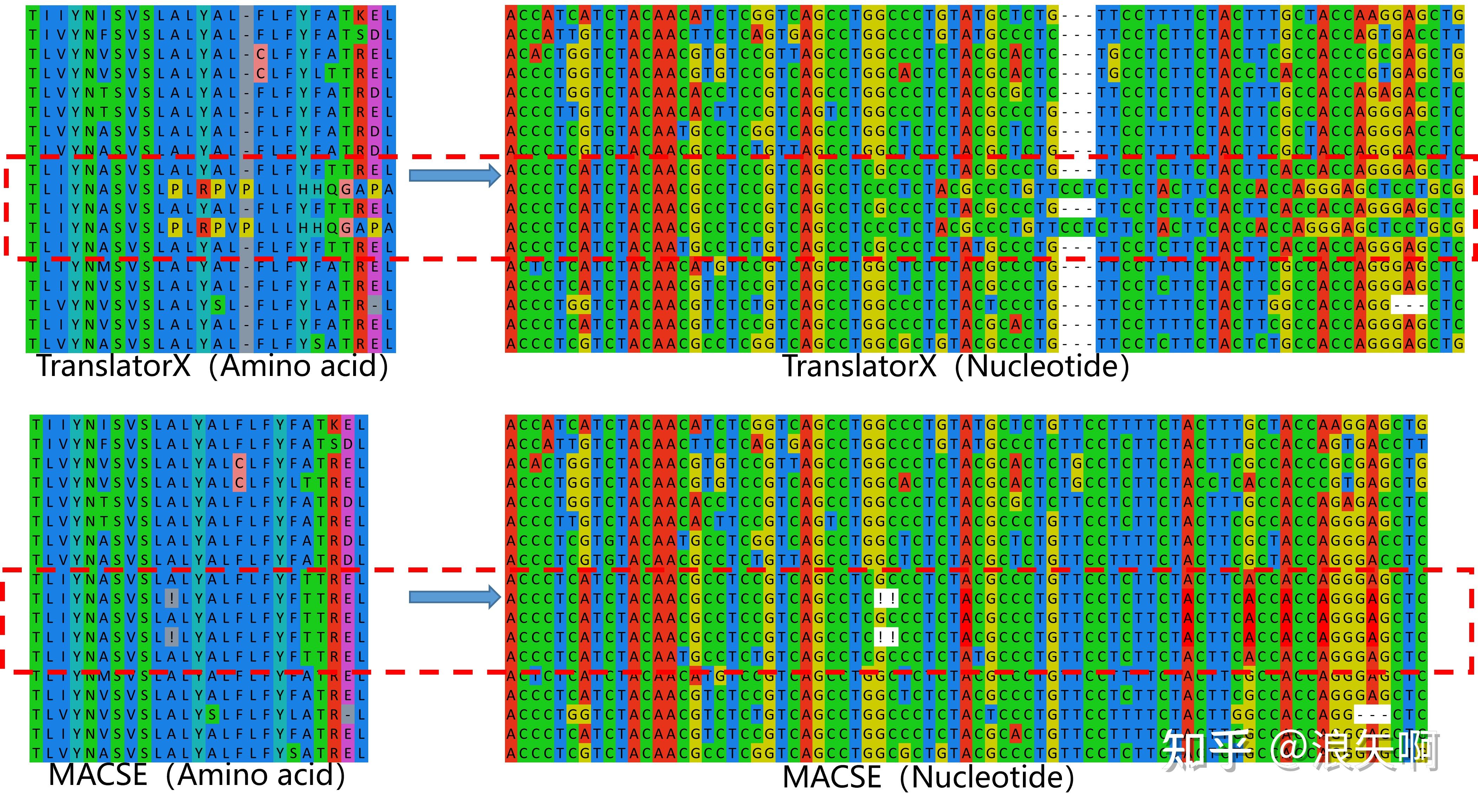 [文献精读]MACSE:考虑帧移和终止密码子的编码序列的多序列比对工具 - 知乎