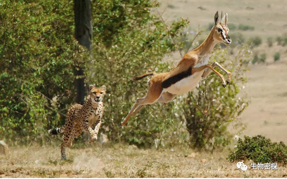 知识就是力量 –– 纪录片推荐《猎捕》｜The Hunt - 知乎