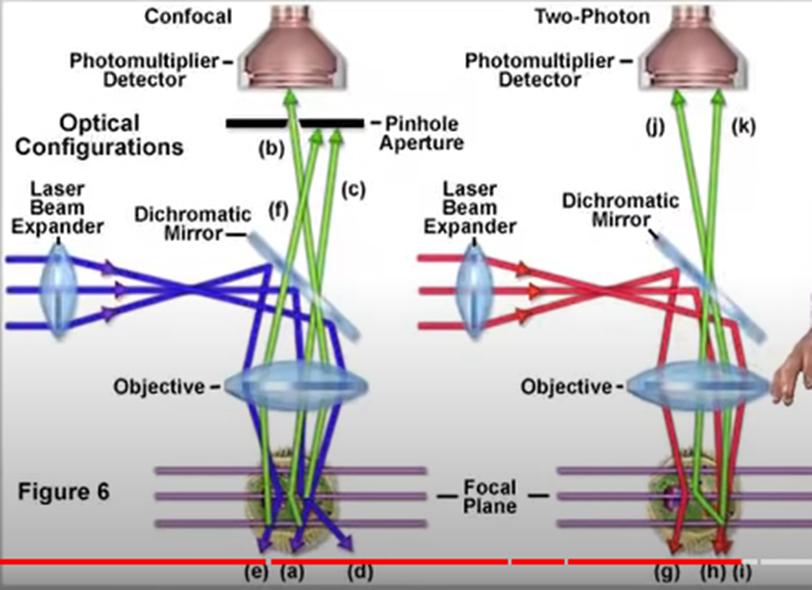 双光子显微镜介绍（Introduction of two-photon Microscopy) - 知乎