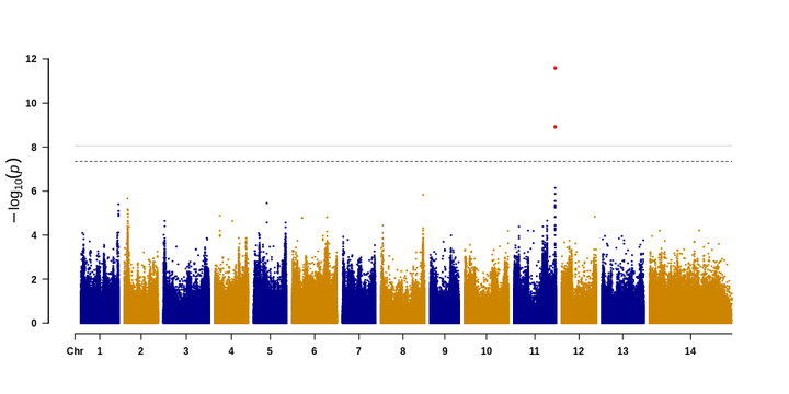 重测序分析（16）GWAS分析实操（2）gwas_emmax_Q - 知乎