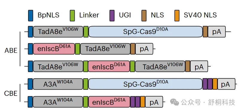 基因编辑新工具：IscB蛋白——探索生命奥秘的小型化利器 - 知乎