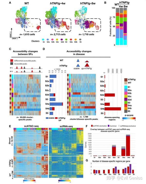 单细胞多组学（scRNA + scATAC或者snRNA + snATAC）联合分析的ATAC分析部分的解读 - 知乎