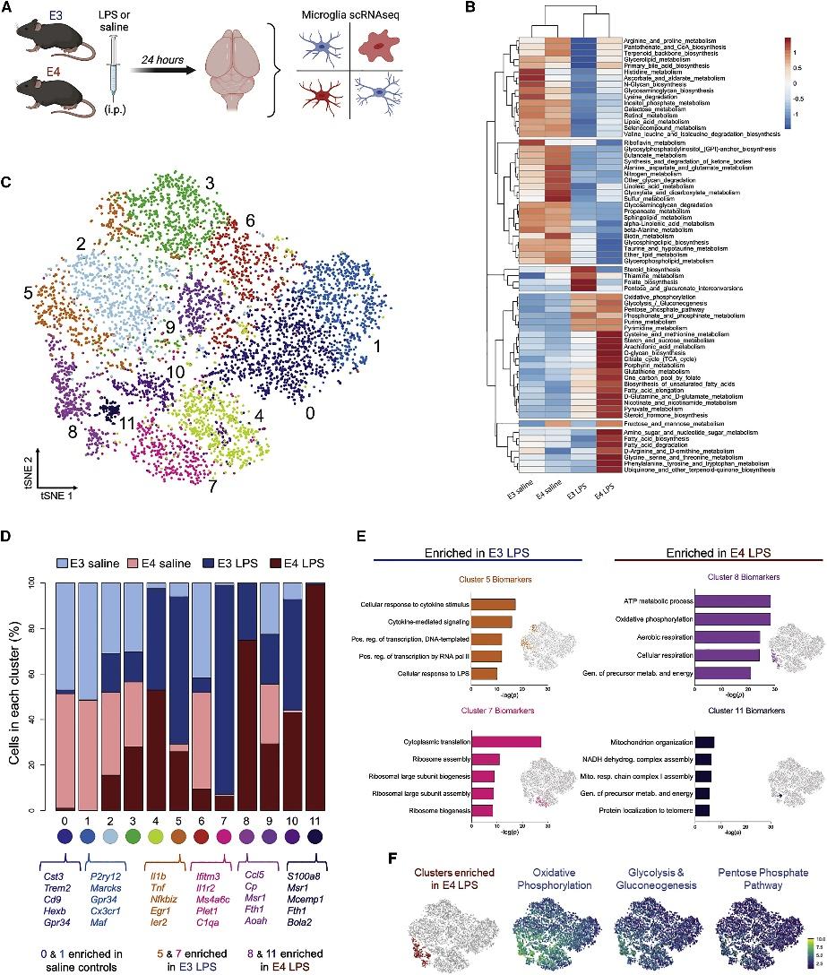 Cell Report | 应用时空组学联合揭示APOE在调节小胶质免疫代谢中的核心作用 - 知乎