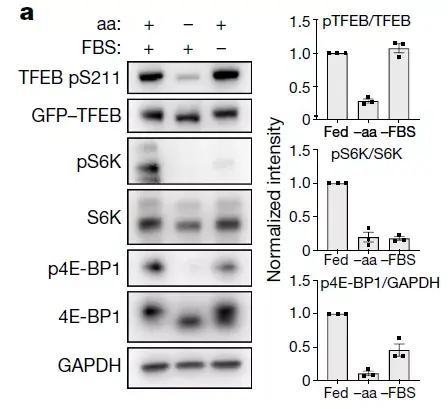 Nature | mTORC1通路的特异底物激活机制 - 知乎