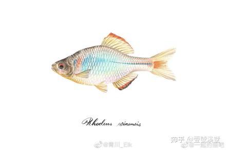 China中国原生鱼——溪中精灵“鳑鲏” - 知乎