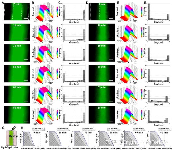 浙江大学贺永团队：同轴生物3D打印构建可灌注血管芯片 - 知乎