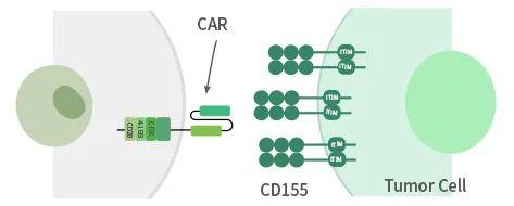 CD155，下一个PD-L1？ - 知乎