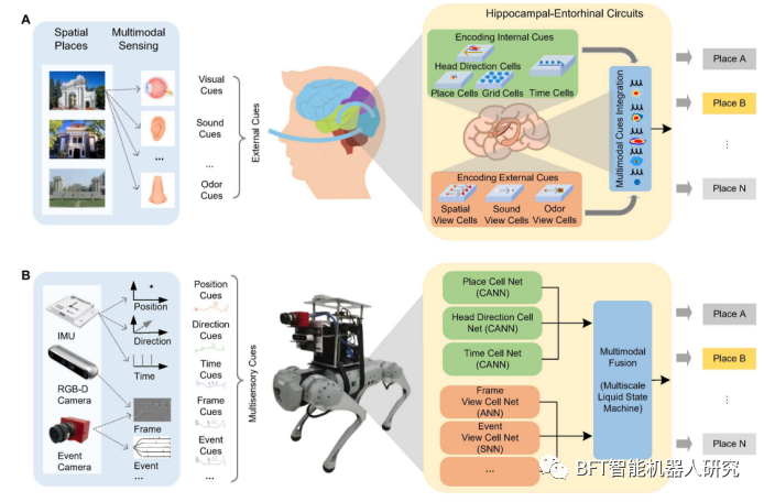 论文解读 | 超越人类智慧！类脑多模态混合神经网络助力机器人精准定位 - 知乎