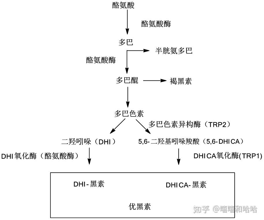 肌肤为什么会变黑?如何变白?好雨时节 知乎