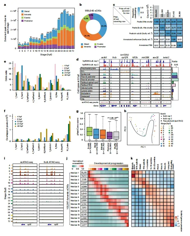SPATAC-seq绘制单细胞分辨率下斑马鱼胚胎发育的染色质可及性图谱 - 知乎