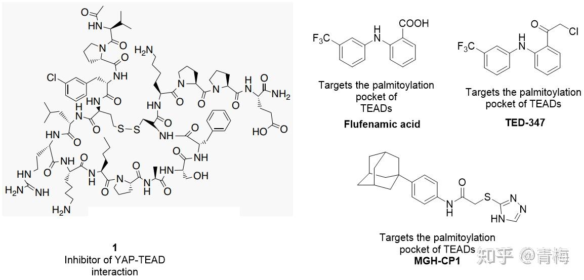 抗肿瘤药物靶标：转录增强相关结构域蛋白 (TEADs) - 知乎
