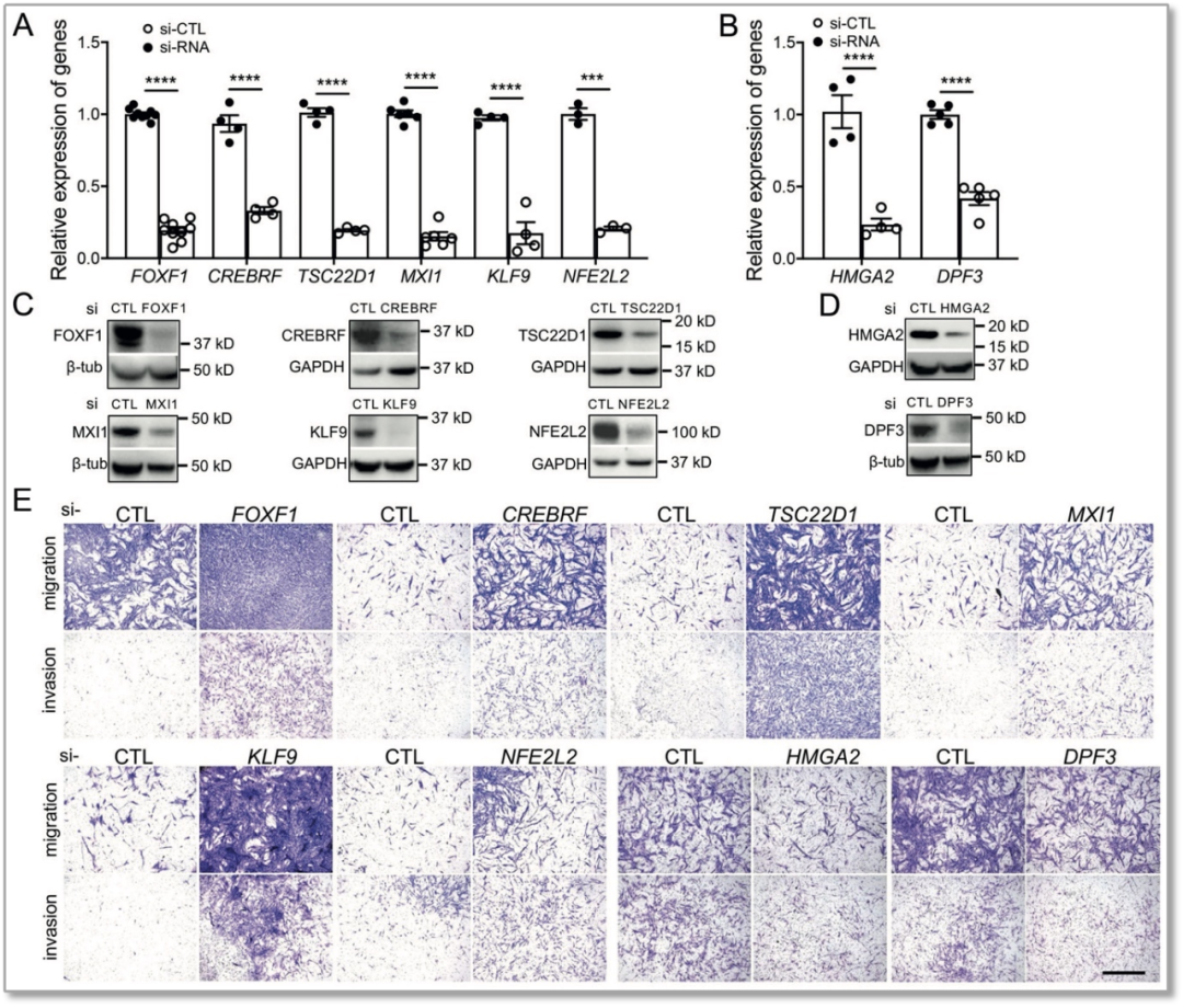 J Exp Med︱蒋典华团队揭示HER2是调控肺成纤维细胞侵袭和肺纤维化新靶点 - 知乎