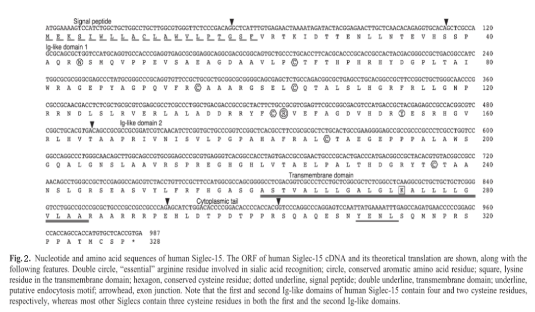 【热门靶点解析】免疫疗法新方向：Siglec-15 - 知乎