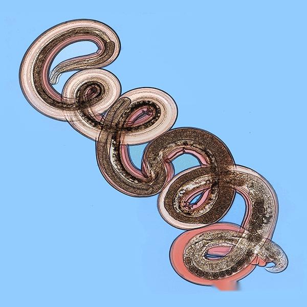 【动物界全系列】线虫动物门—色矛纲 - 知乎