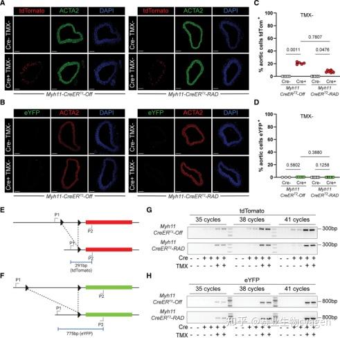 弗吉尼亚大学发现全新Myh11-CreERT2-RAD小鼠可作为平滑肌细胞研究的新工具 - 知乎