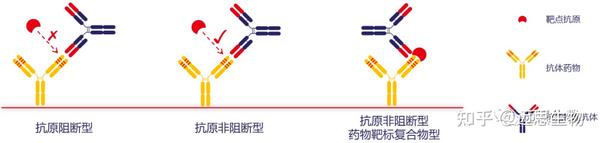 兔单b细胞 抗独特型抗体开发 知乎