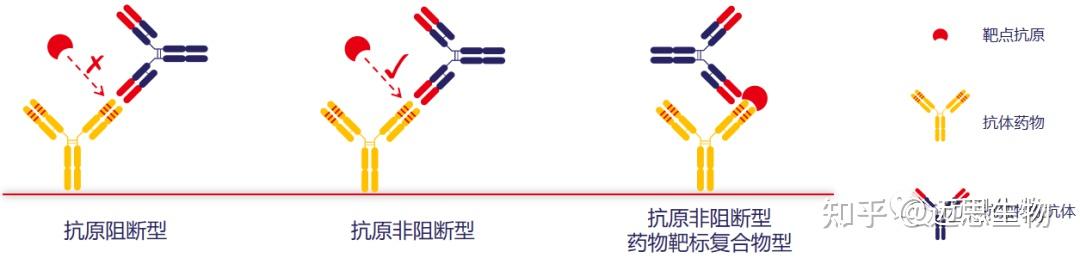兔单b细胞 抗独特型抗体开发 知乎