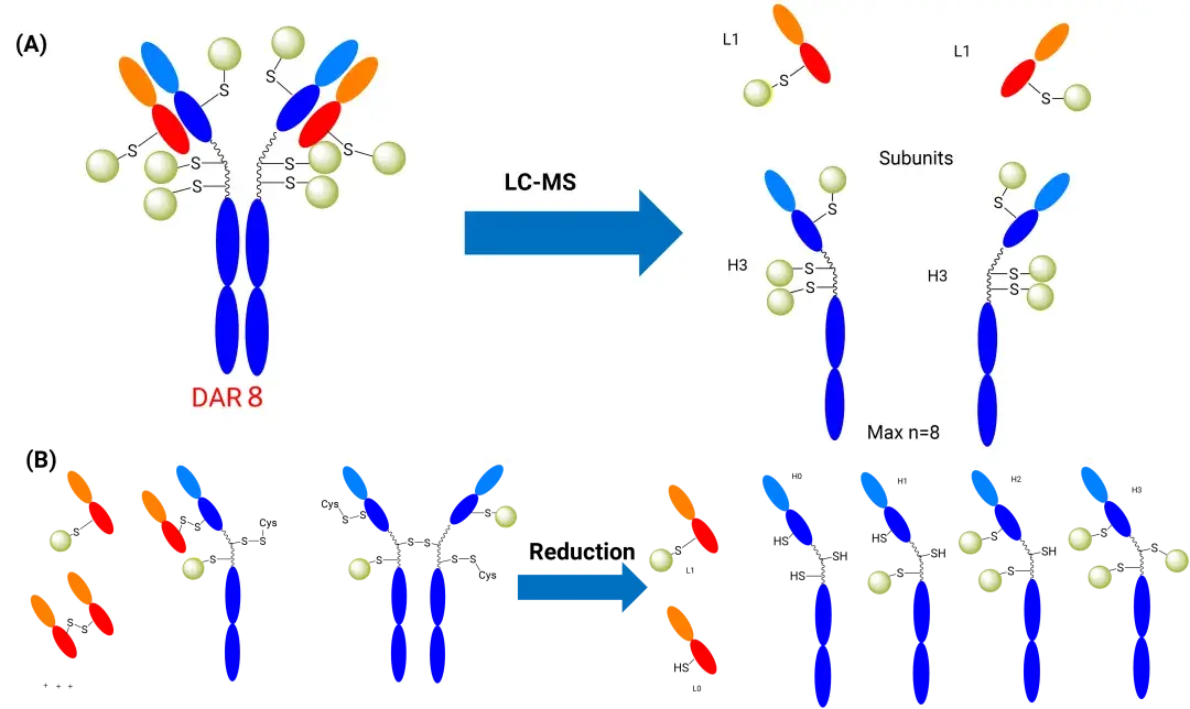 ADC的DAR值是什么，怎么检测？ - 知乎
