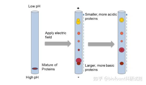 二维凝胶电泳 (2-DE) - 知乎