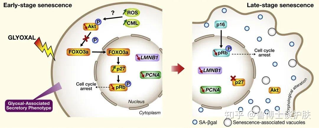 乙二醛通过FOXO3a/p27诱导角质细胞的初期衰老 - 知乎