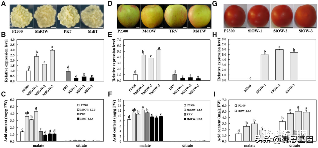 MdWRKY126通过调节苹果酸脱氢酶调节苹果果实中苹果酸的积累 - 知乎