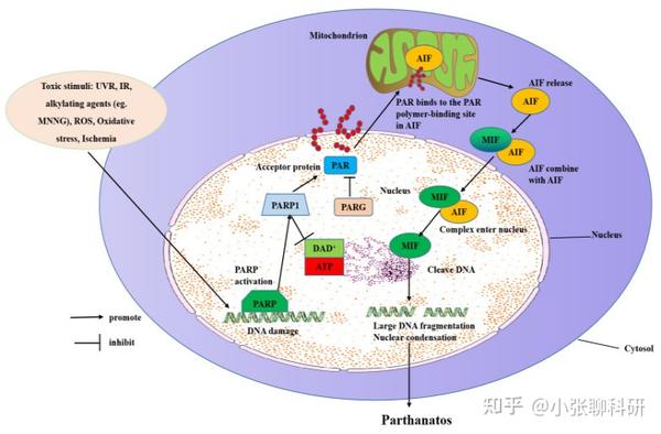 综述丨细胞死亡有那么多热点，这个Parthanatos值得了解 - 知乎