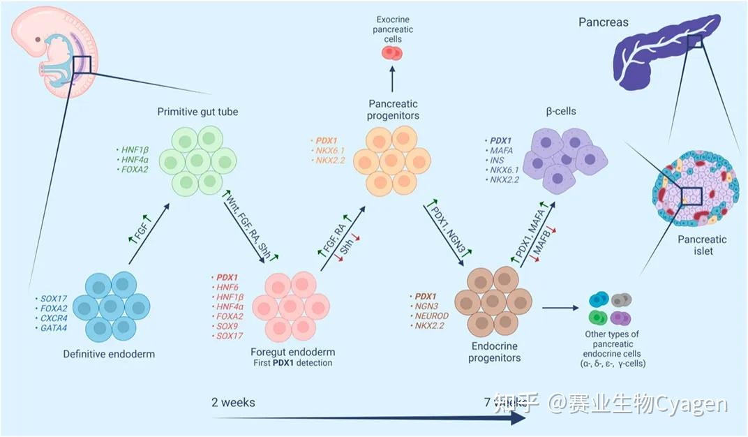 胰腺特异性工具鼠模型——Pdx1-CreERT2小鼠 - 知乎