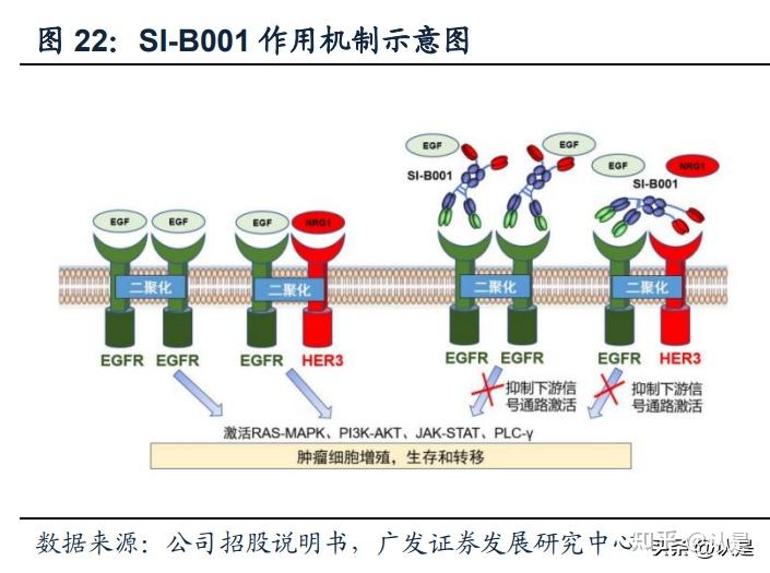 百利天恒研究报告：潜在全球大品种B01D1，多个差异化在研项目 - 知乎