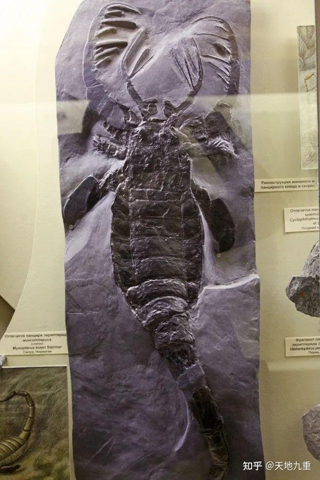 【科普】巨鲎列传 01 奥陶纪篇 - 知乎