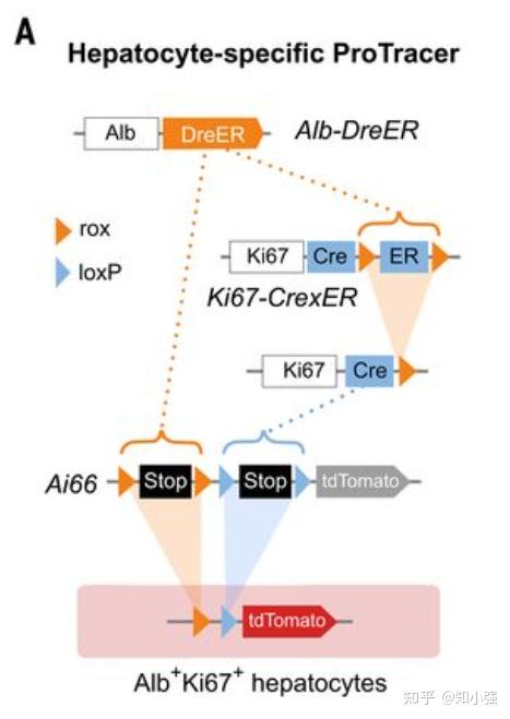 周斌谱系示踪总结 - 知乎