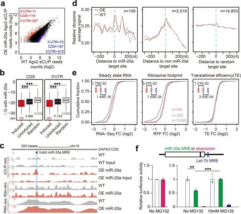 miRNA靶点位于mRNA CDS区的研究 - 知乎