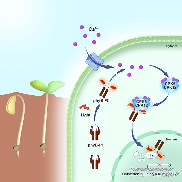 Cell | 打破现有认知！北京大学钟上威团队揭示植物光温受体phyB的入核调控机制 - 知乎