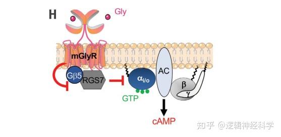 Science︱突破！美国佛罗里达大学团队发现：孤儿G蛋白偶联受体GPR158作为一种代谢甘氨酸受体——mGlyR - 知乎