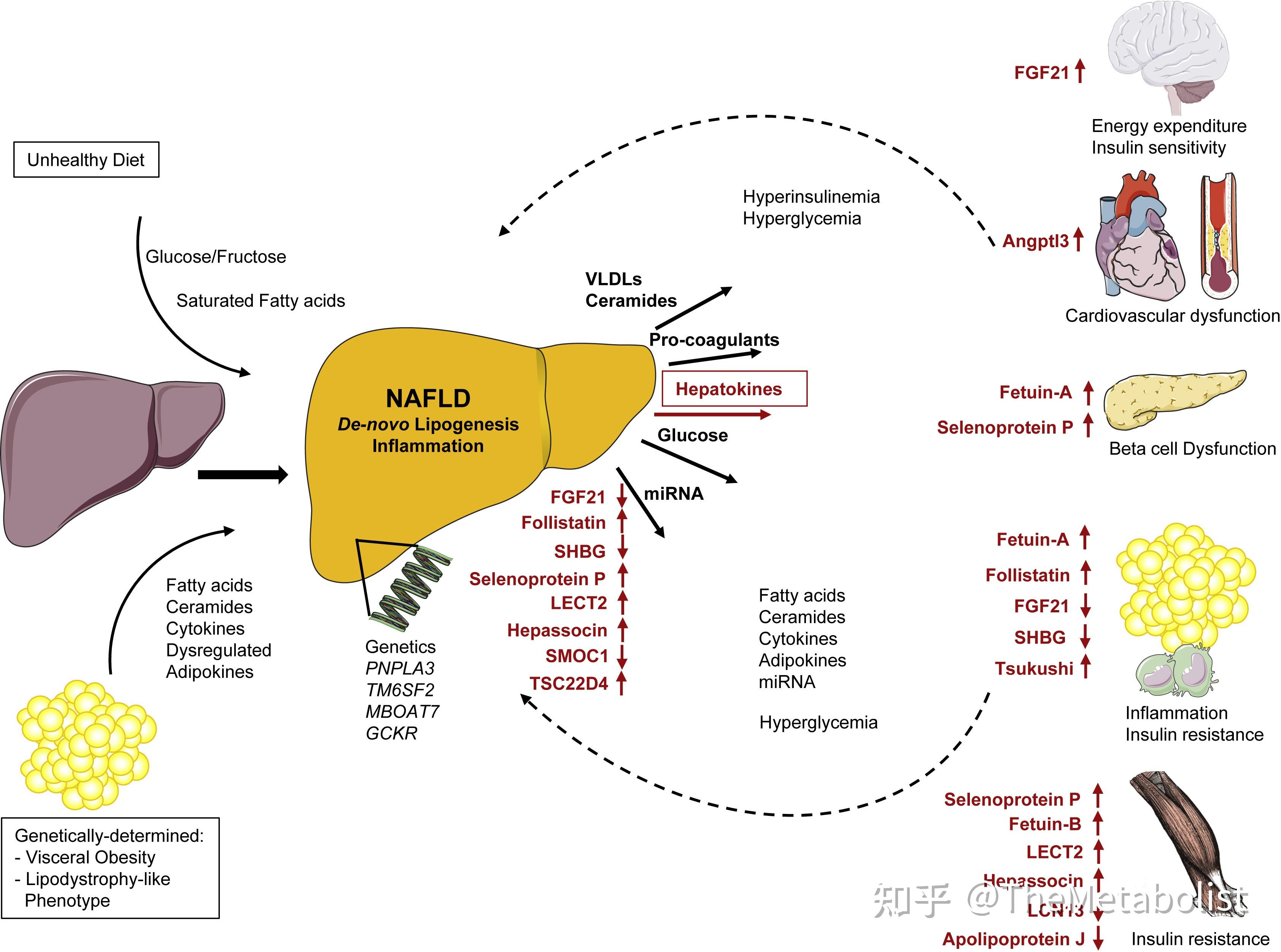 代谢典藏 | Cell metabolism 综述：肝因子在NAFLD中的作用 - 知乎
