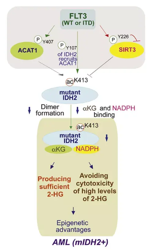 Molecular Cell | IDH2突变致白血病机理 - 知乎