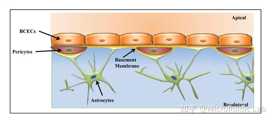 微流控跨膜细胞阻抗（TEER）分析平台 - 知乎