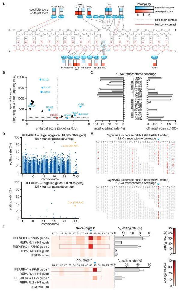 Science｜CRISPR-Cas13编辑RNA - 知乎