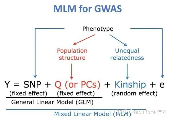 重测序分析（18）GWAS分析实操（4）gwas_tassel_mlm - 知乎
