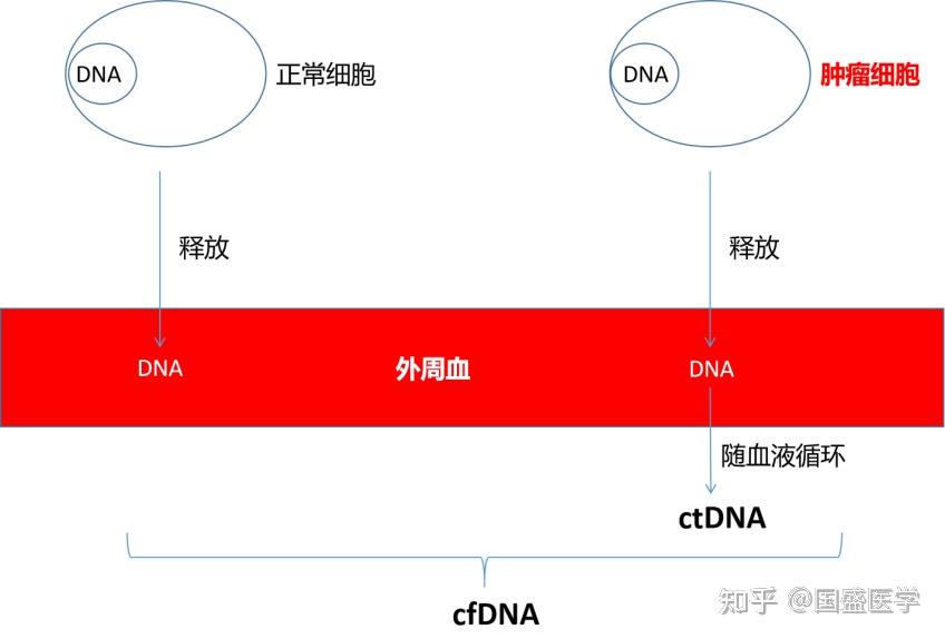 肿瘤液体活检王者靶标 —— ctDNA (循环肿瘤DNA) - 知乎