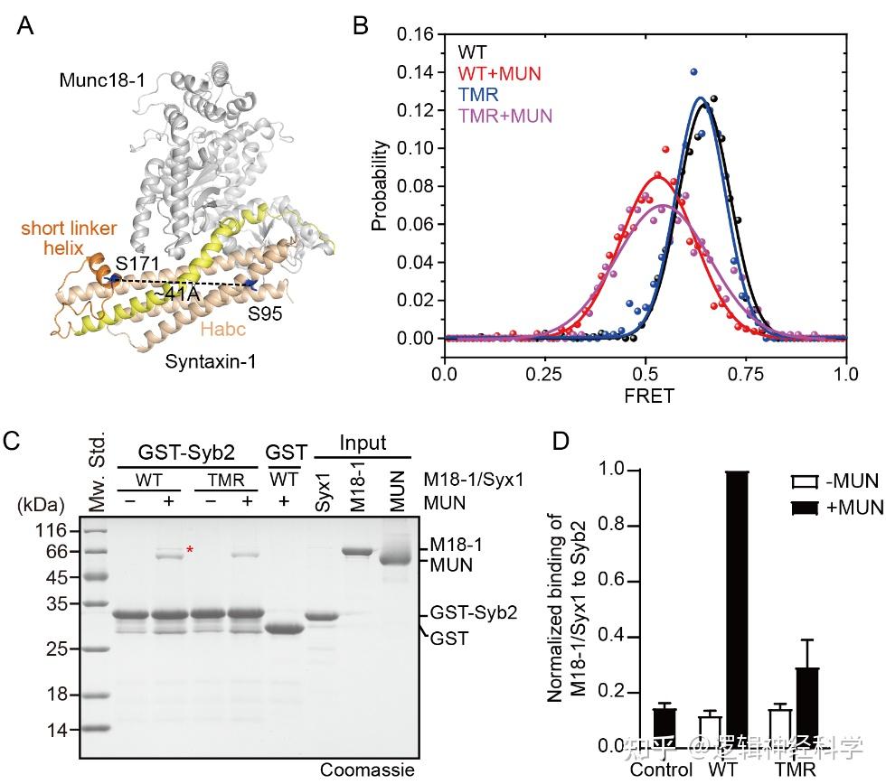 BMC Biol︱中南民族大学阳小飞/华中科技大学马聪团队阐述Munc18-1结构域3a特异氨基酸对其调控SNARE复合物组装和突触囊泡分泌的 ...
