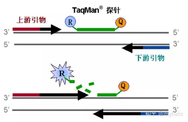 常见荧光定量PCR检测方法比较 - 知乎