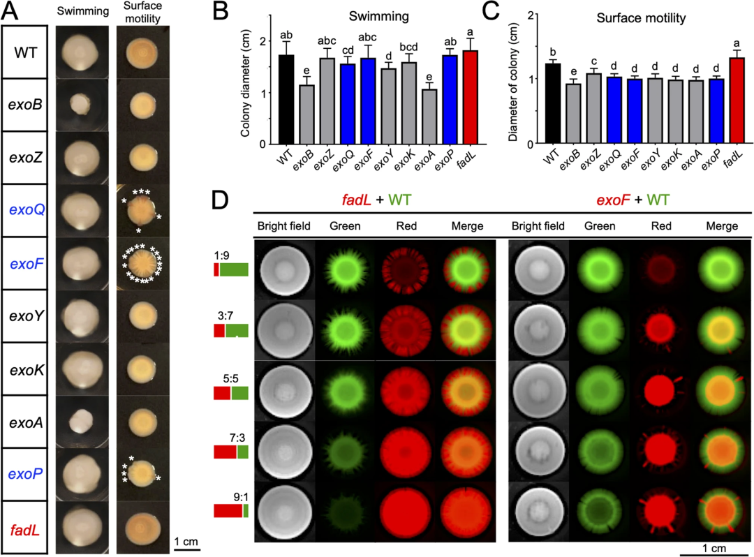 ISME | 中国农业大学研究揭示根瘤菌向根部迁移的机制！ - 知乎