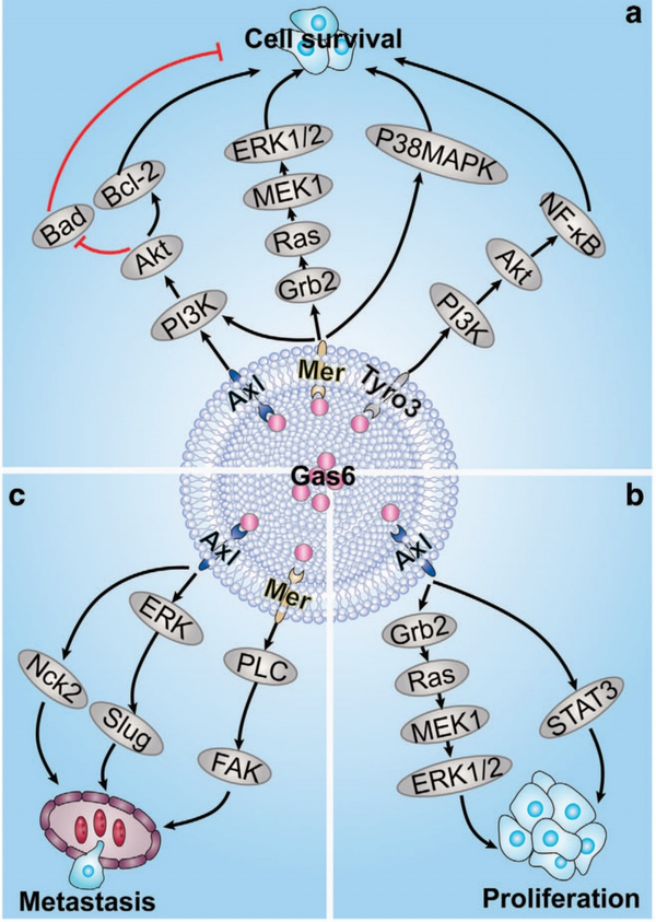 介导肿瘤耐药及免疫逃逸的潜力靶点：GAS6/TAM - 知乎