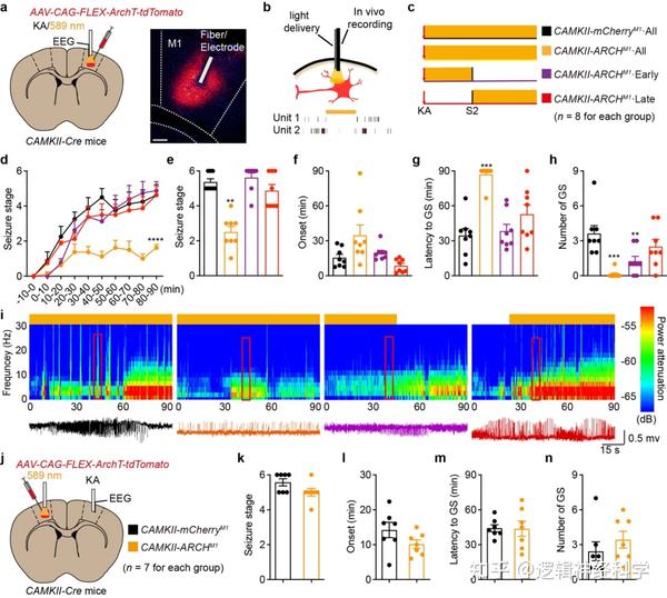 Nat Commun︱陈忠/汪仪团队揭示星形胶质细胞参与癫痫发作的新机制 - 知乎