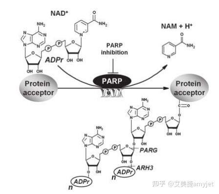 多聚ADP-核糖ELISA检测试剂盒检测原理丨Cell Biolabs - 知乎