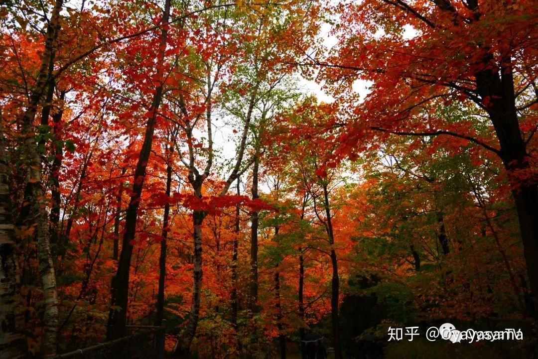 【旅拍图文】满城枫叶惹人醉，一个迷人的城市——魁北克城 - 知乎