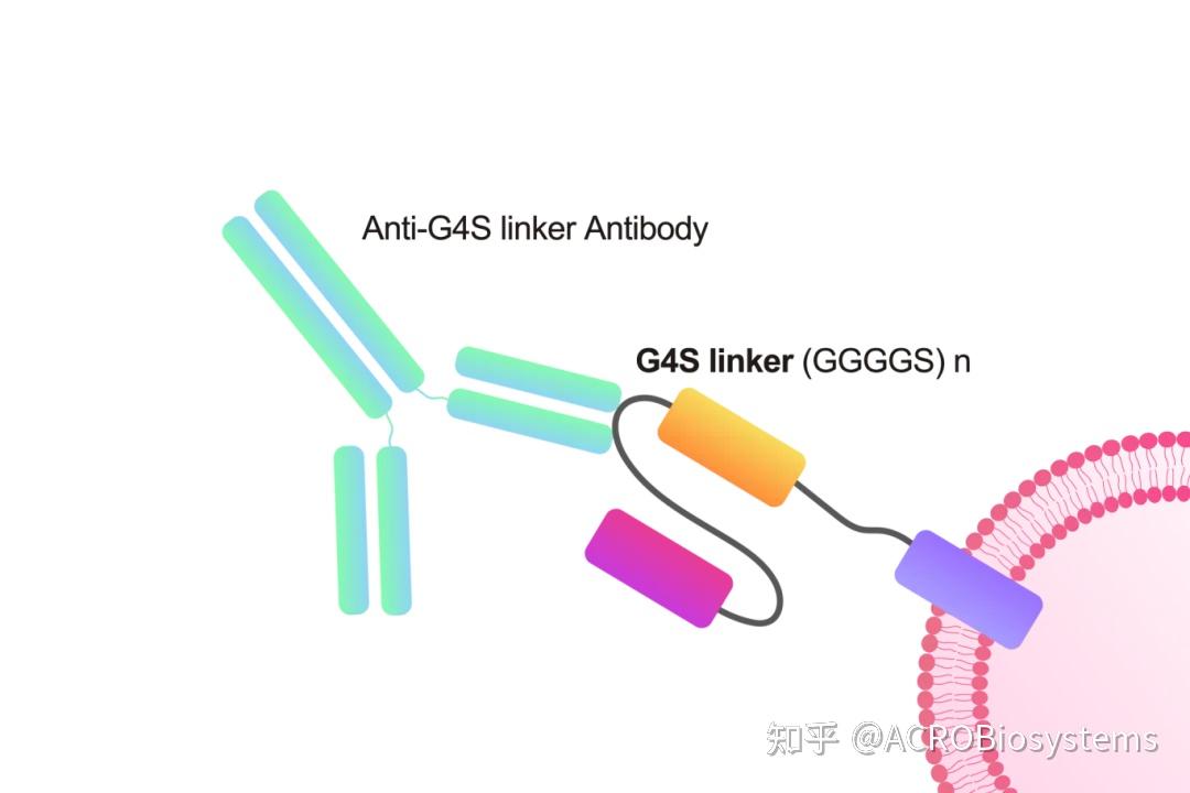 【特色新品】通用型CAR阳性率检测工具——兔抗G4S Linker抗体 - 知乎