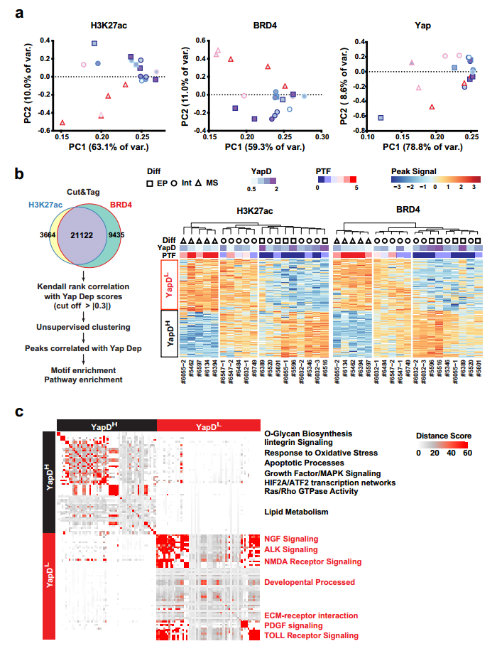 Nature commu|晚期胰腺导管腺癌中自发进化的祖细胞niches逃避Yap癌基因成瘾 - 知乎